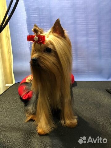 Вязка йоркширского терьера