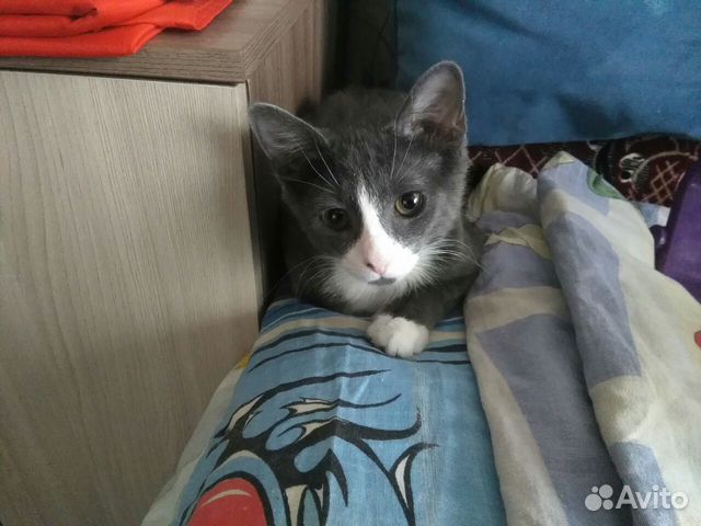 Котенок Бася ищет своих родителей