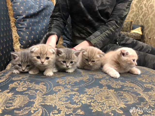 Продаю котят породы шотландские скоттиш страйт,фол