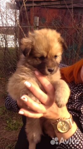 Очаровательный мальчишка ищет дом