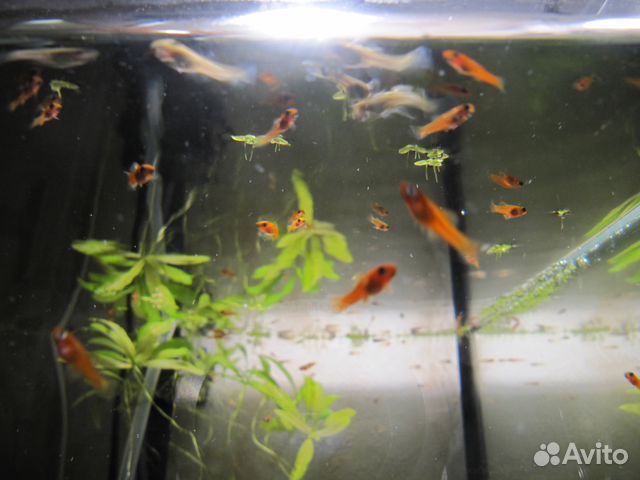 Мальки Гуппи и Меченосца