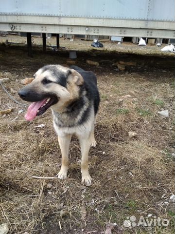 Мухтар. Молодой, красивый, в дар