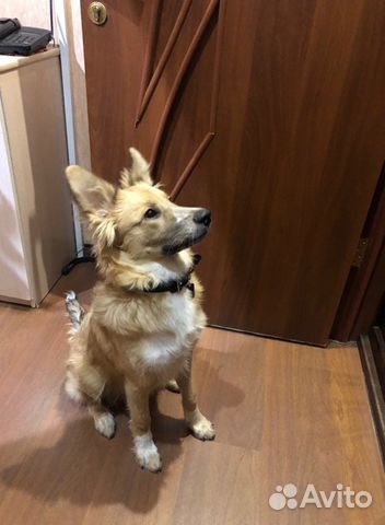 Рыжий пушистый щенок, метис бордер-колли Чарли в д