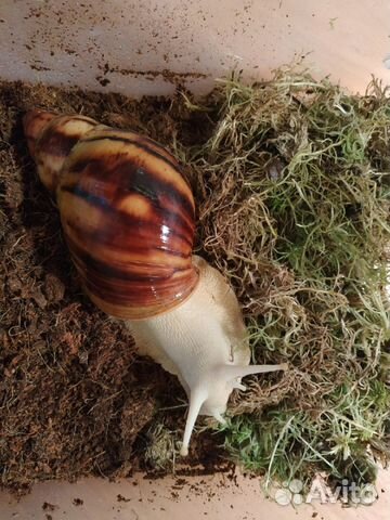 Архахатина сутуралис светлый стандарт