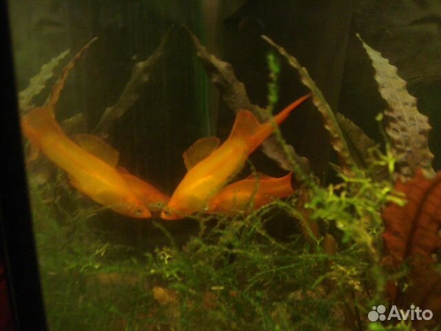 Золотой меченосец сансет Xiphophorus gold sunset
