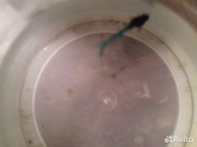 Рыбка петушок (дракон )