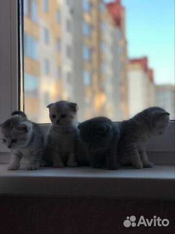 Британские котята
