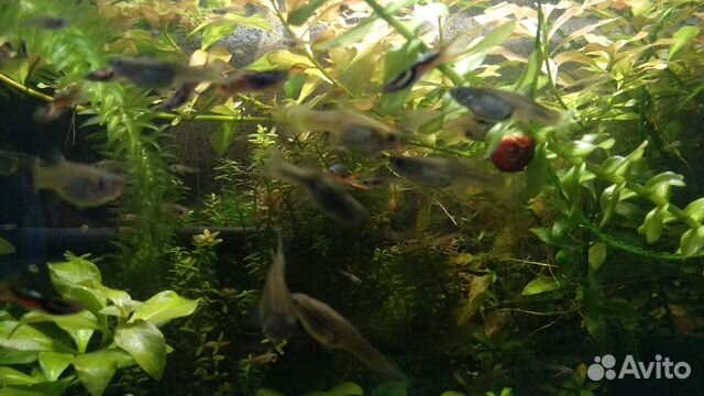 Гуппи эндлера