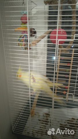 Отдам в добрые руки в дар