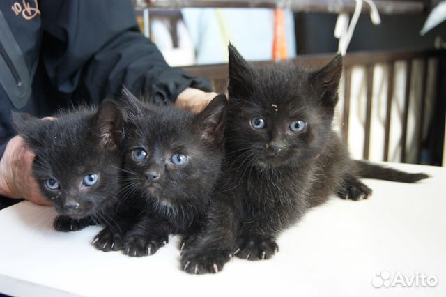 7 разных чудесно красивых котят 1 месяц в дар