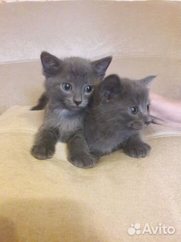 Милый котёнок девочка