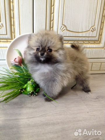 Шпиц микро