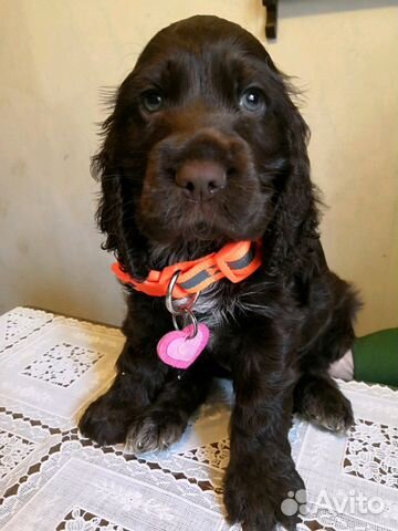 Английский кокер спаниелб