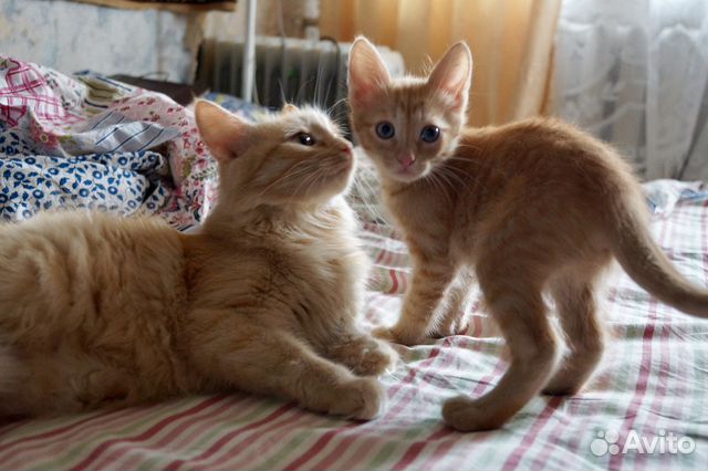 Милые Котята 2 месяца
