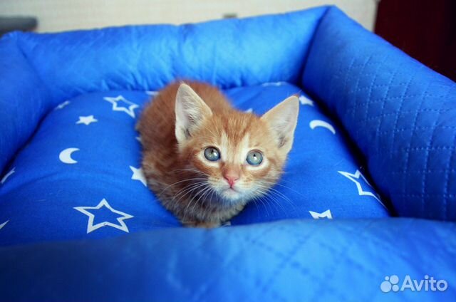 Рыжая котенок девочка