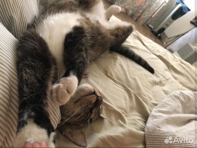 Отдам в хорошие руки ласковую,очень игривую кошку