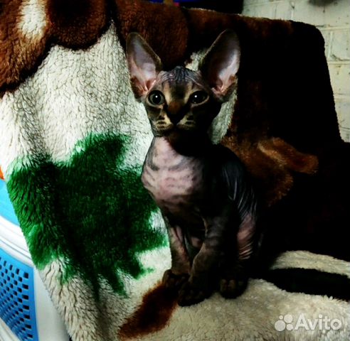 Замурчательный котик