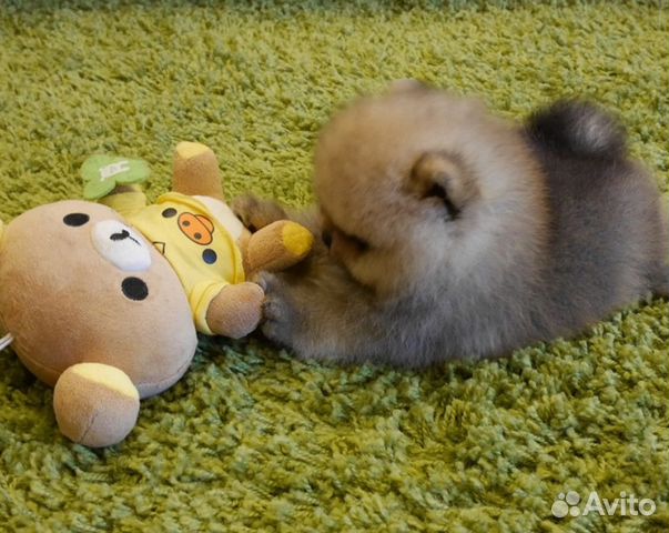 Микро и Мини Мимишки*Доставка