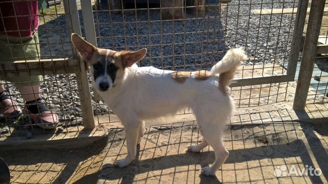 Ушастая маленькая собачка в добрые руки