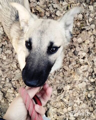 Щенок в дар