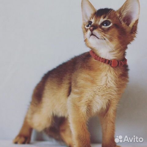 Абиссинские котята