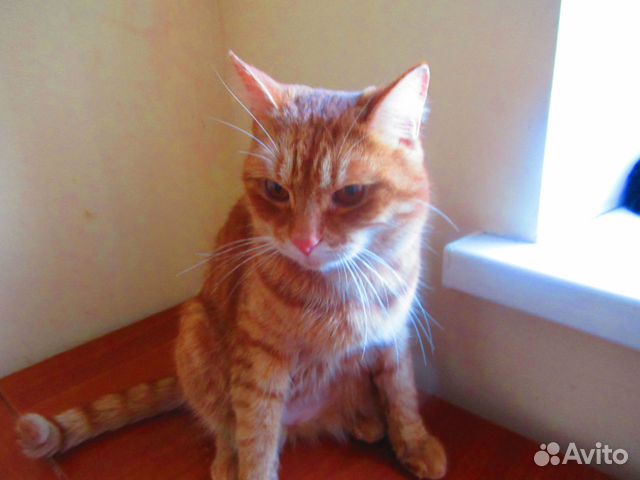 Котик британский"красный пятнистый" ищет мамупапу