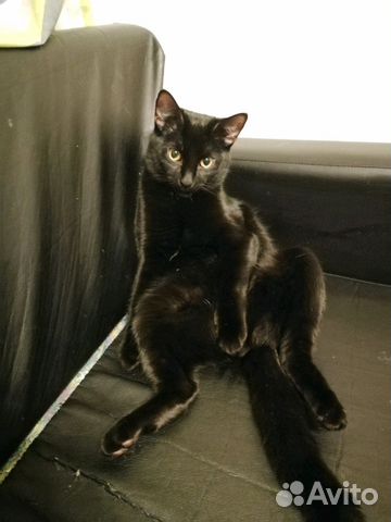 Чёрный красавец