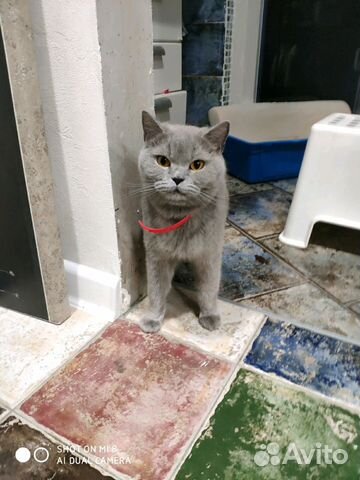 Найдена кошка, Британка