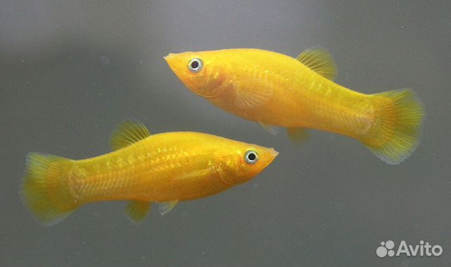 Аквариумные рыбки собственного разведения