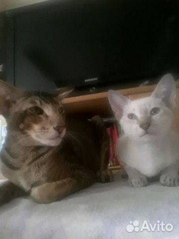 Ориентальный кот альбинос