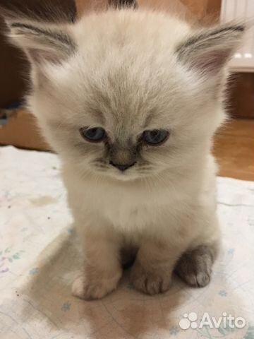 Шотландские котята