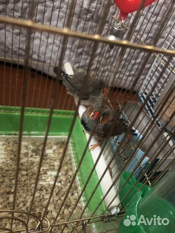 Зебровые амадины