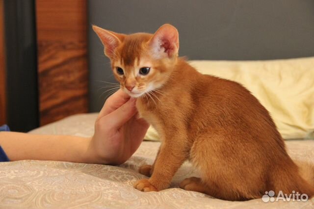 Абиссинский котёнок. Мальчик соррель. 2 месяца