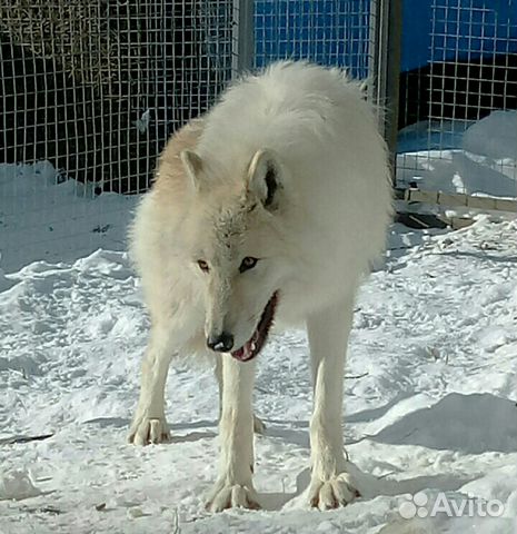 Белые волки