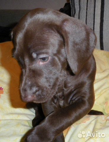 Щенок курцхаара от рабочих производителей,Рорс,РКФ