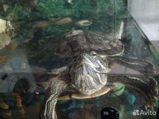 Красноухая Черепаха со всем необходимым