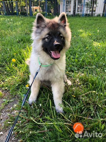 Вольф-шпиц кеесхонд