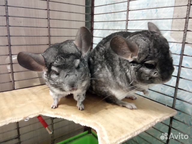 Шиншилла (мальчик и девочка) с клеткой