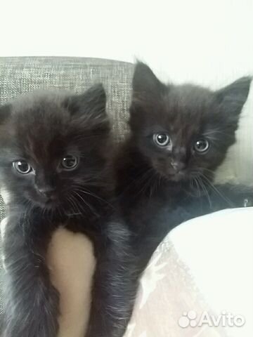 Котята британские полукровки