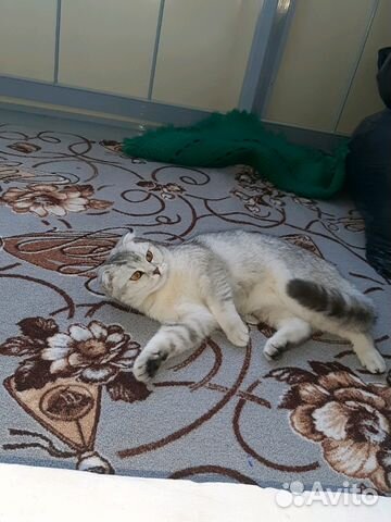 Кошечка. Шотланка. 1 год