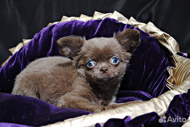 Лиловое чудо