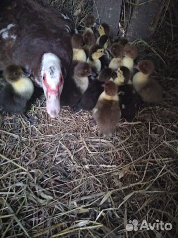 Мускусные утята