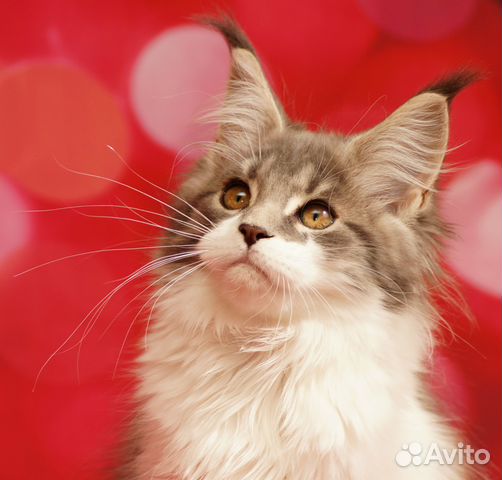Violetta 3 мес. Питомник