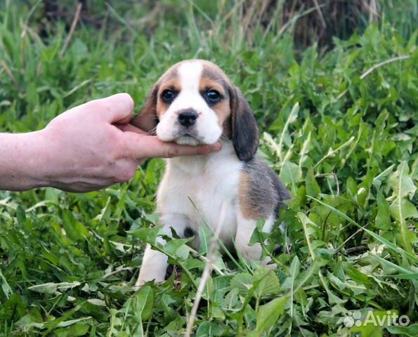 Щеночки Бигля из Питомника