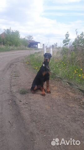 Щенок добермана