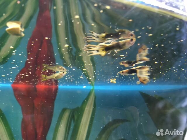 Гуппи рыбки