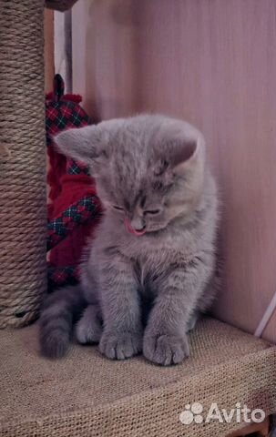 Котенок британец лиловый