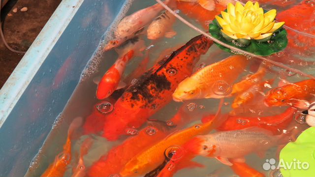 Японские карпы кои