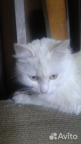 Белая кошечка, в хорошие руки