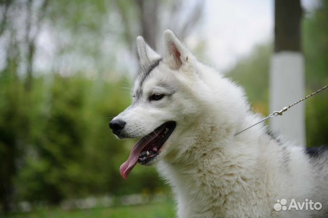 Продается щенок Сибирский хаски (девочка)